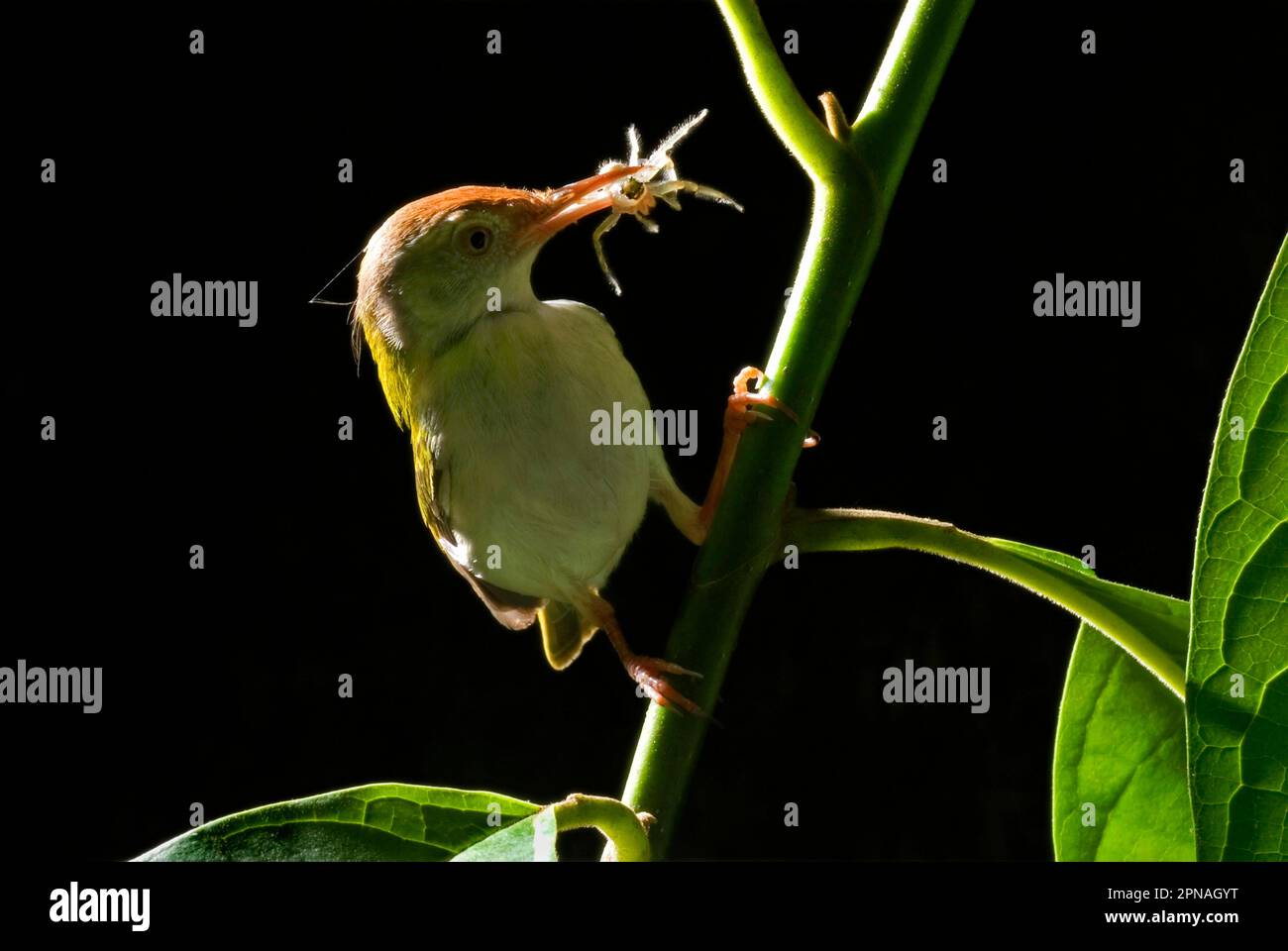 Common tailorbirds hi-res stock photography and images - Alamy