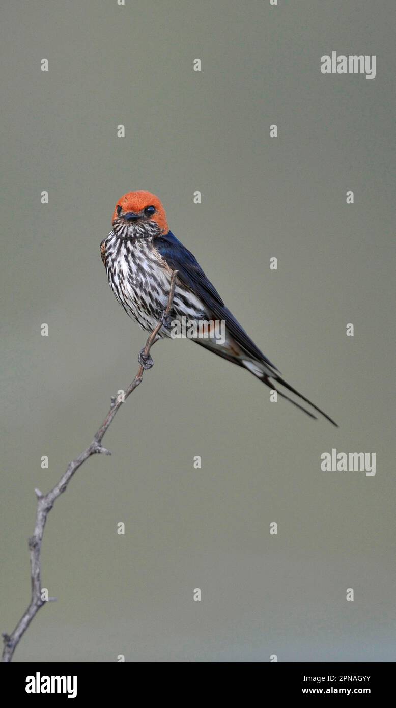 Cecropis abyssinica, Maid Swallow, Maid Swallows, Lesser Striped ...