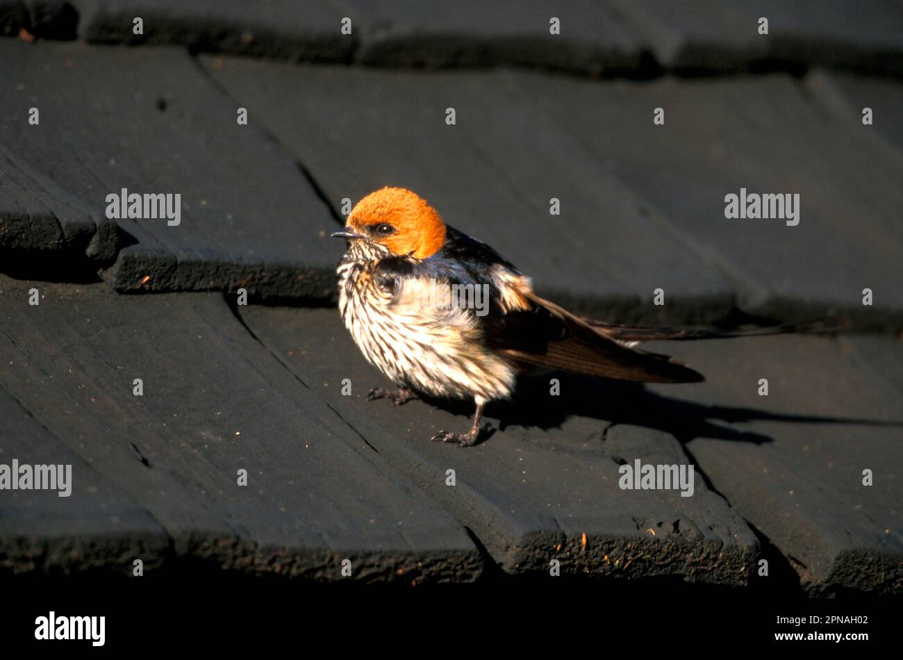 Cecropis abyssinica, Maid Swallow, Maid Swallows, Lesser Striped ...