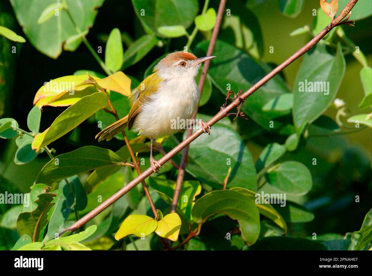 Common Tailorbird (Orthotomus sutorius) adult, perched in bush, Gujarat ...