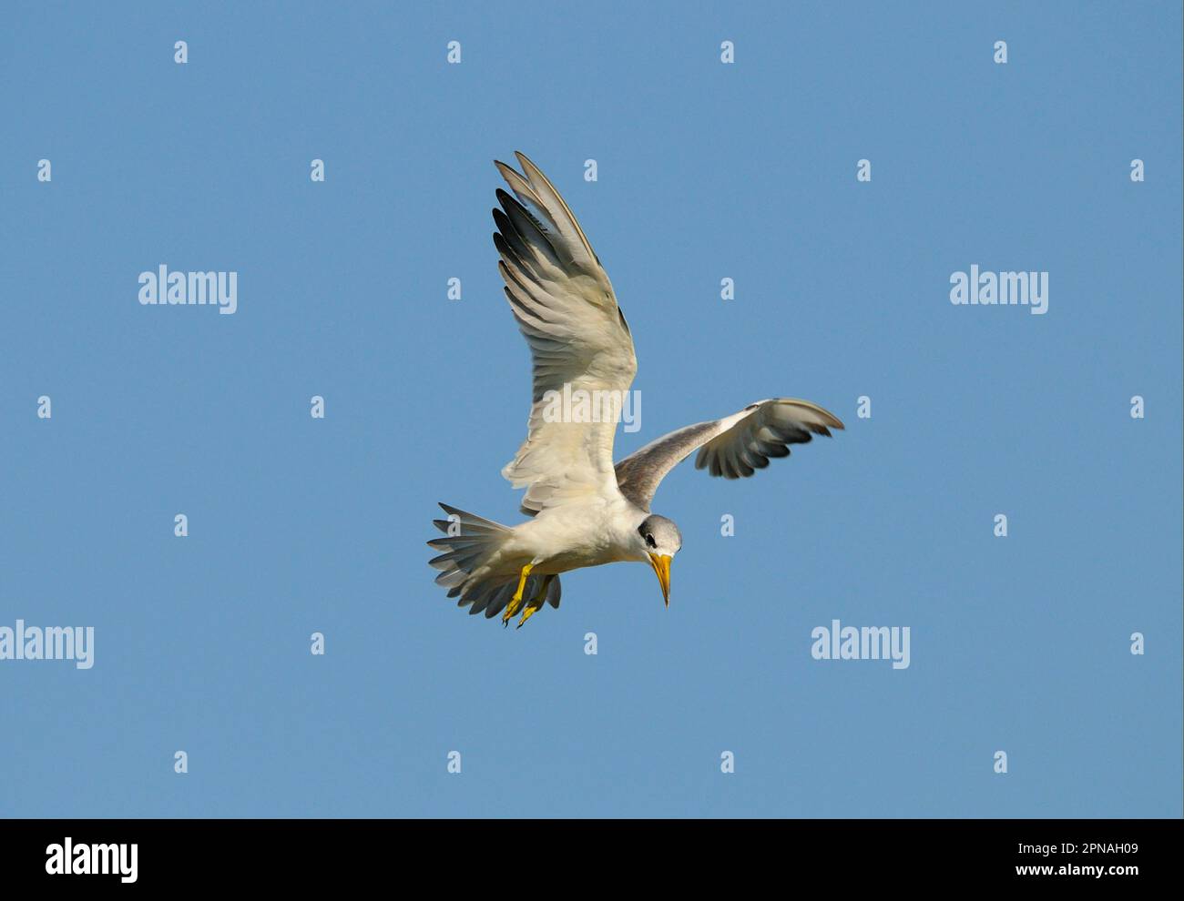 Large-billed Tern, Large-billed Tern, large-billed terns (Phaetusa ...
