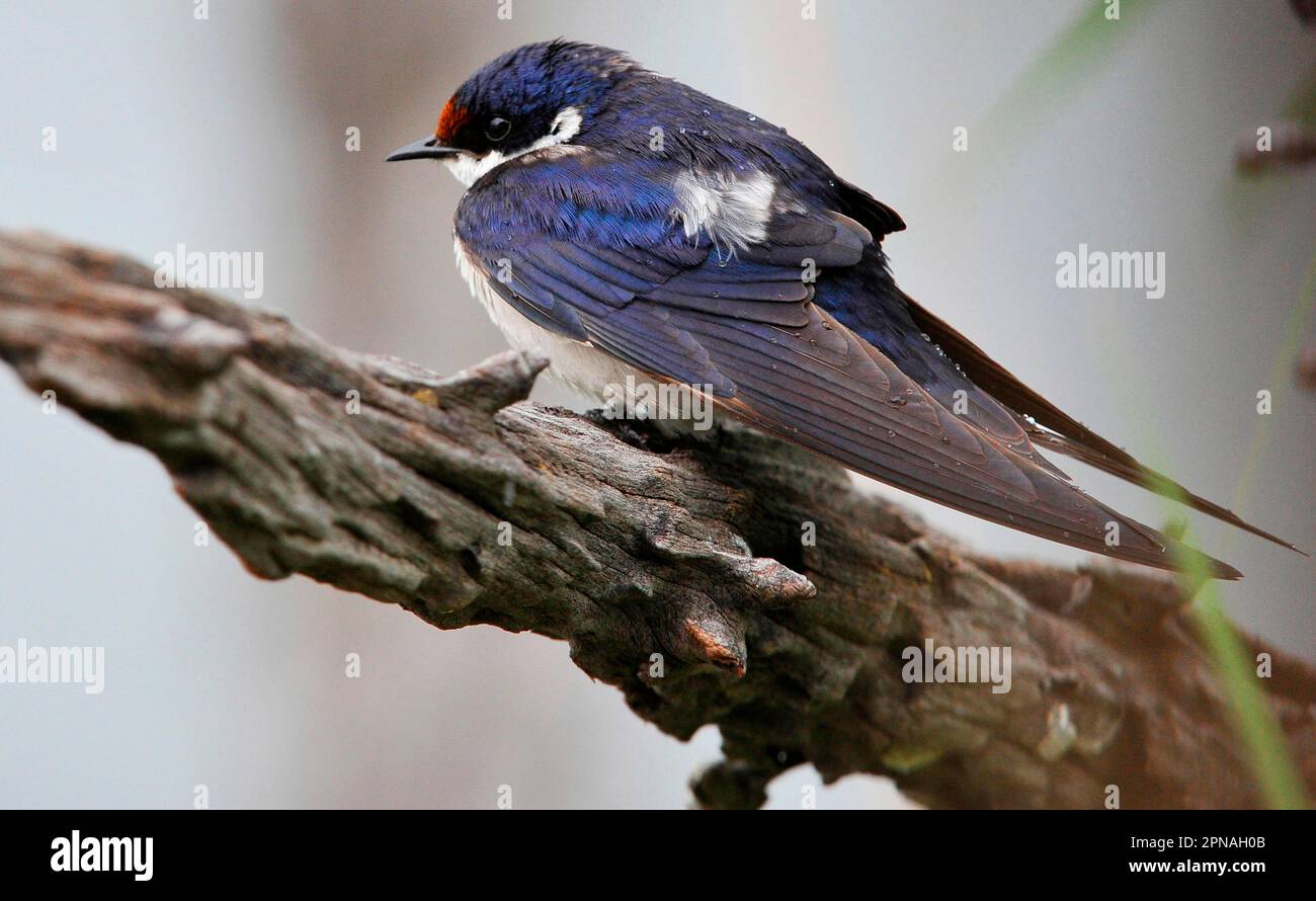 North africa wildlife hi-res stock photography and images - Alamy