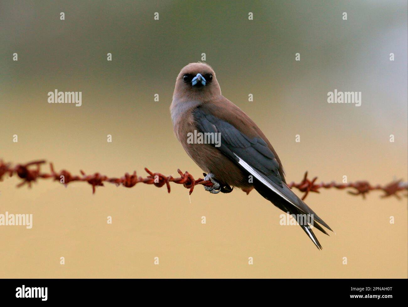 Dusky Woodswallow (Artamus cyanopterus) adult on barbed wire, Southeast ...