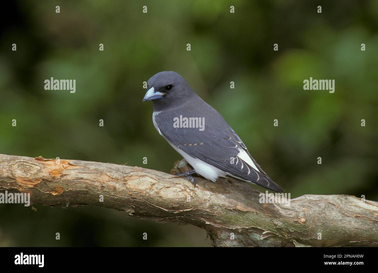 White-breasted woodswallow (Artamus leucorynchus), White-bellied ...