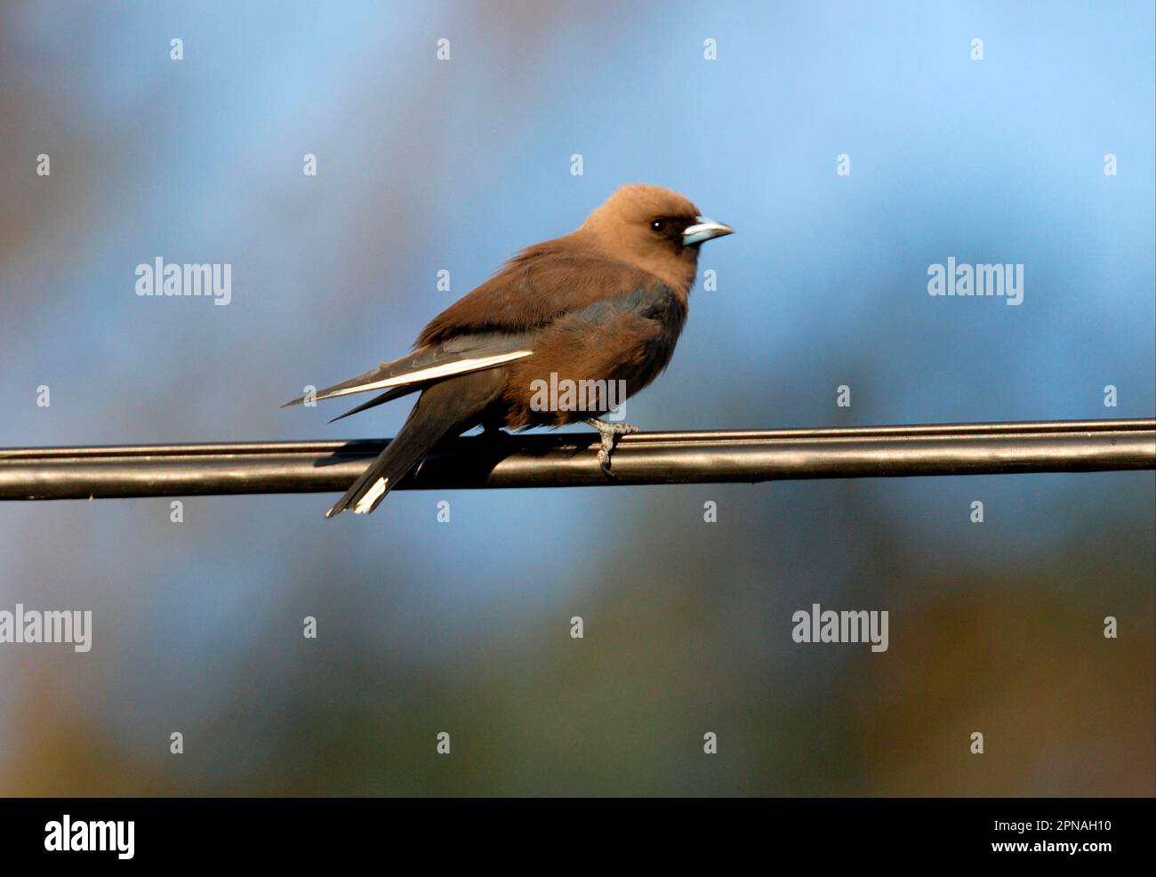 Dusky Woodswallow (Artamus cyanopterus) adult, perched on powerline ...