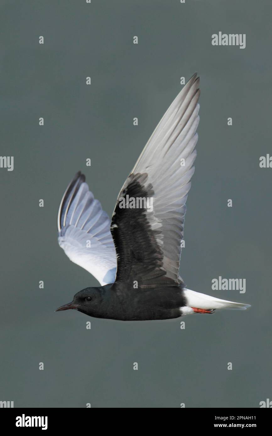 White-winged Black Tern (Chlidonias leucoptera) adult, breeding feather ...