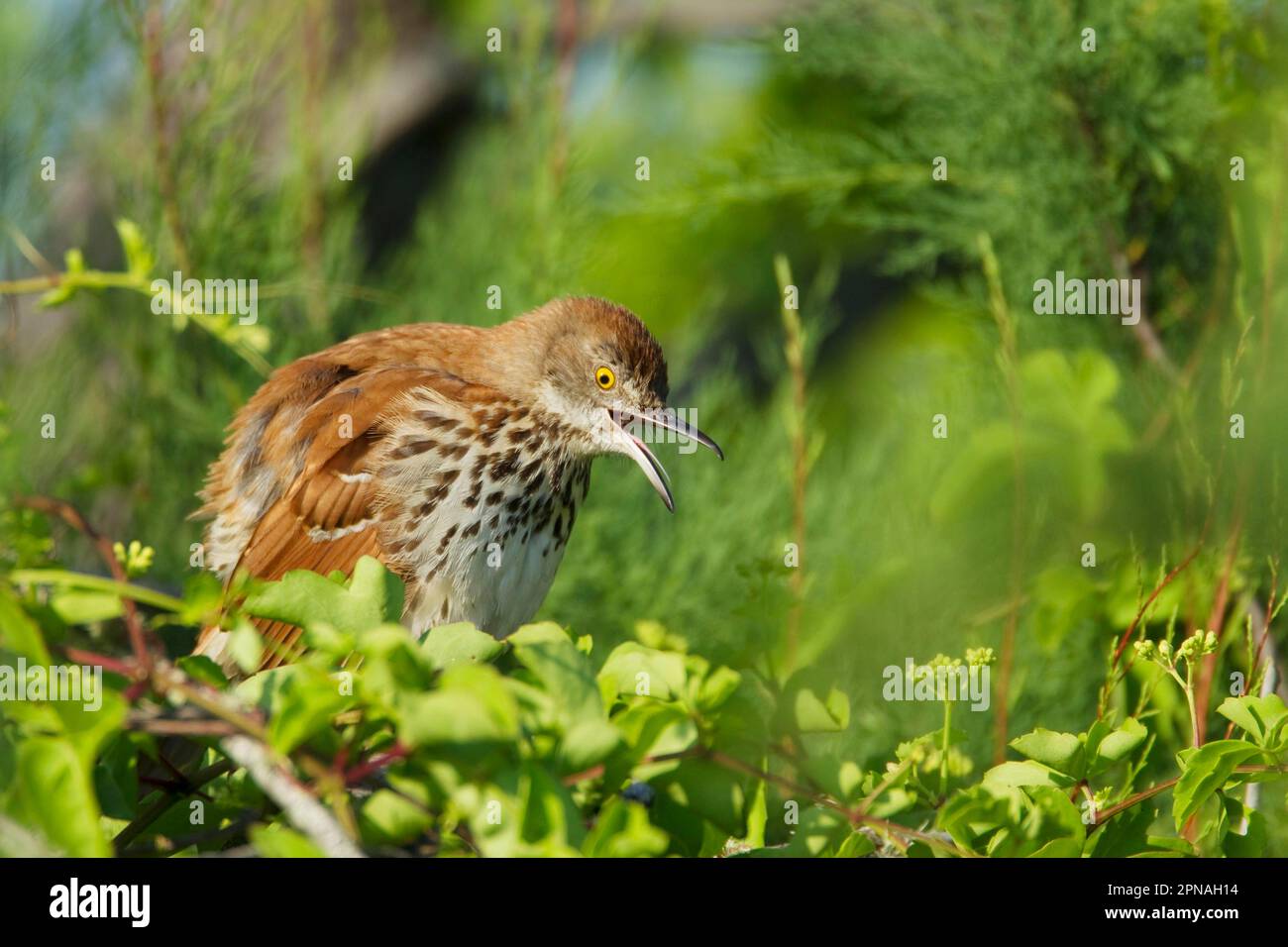Brown thrasher (Toxostoma rufum), Red-backed Mockingbird, Songbirds ...
