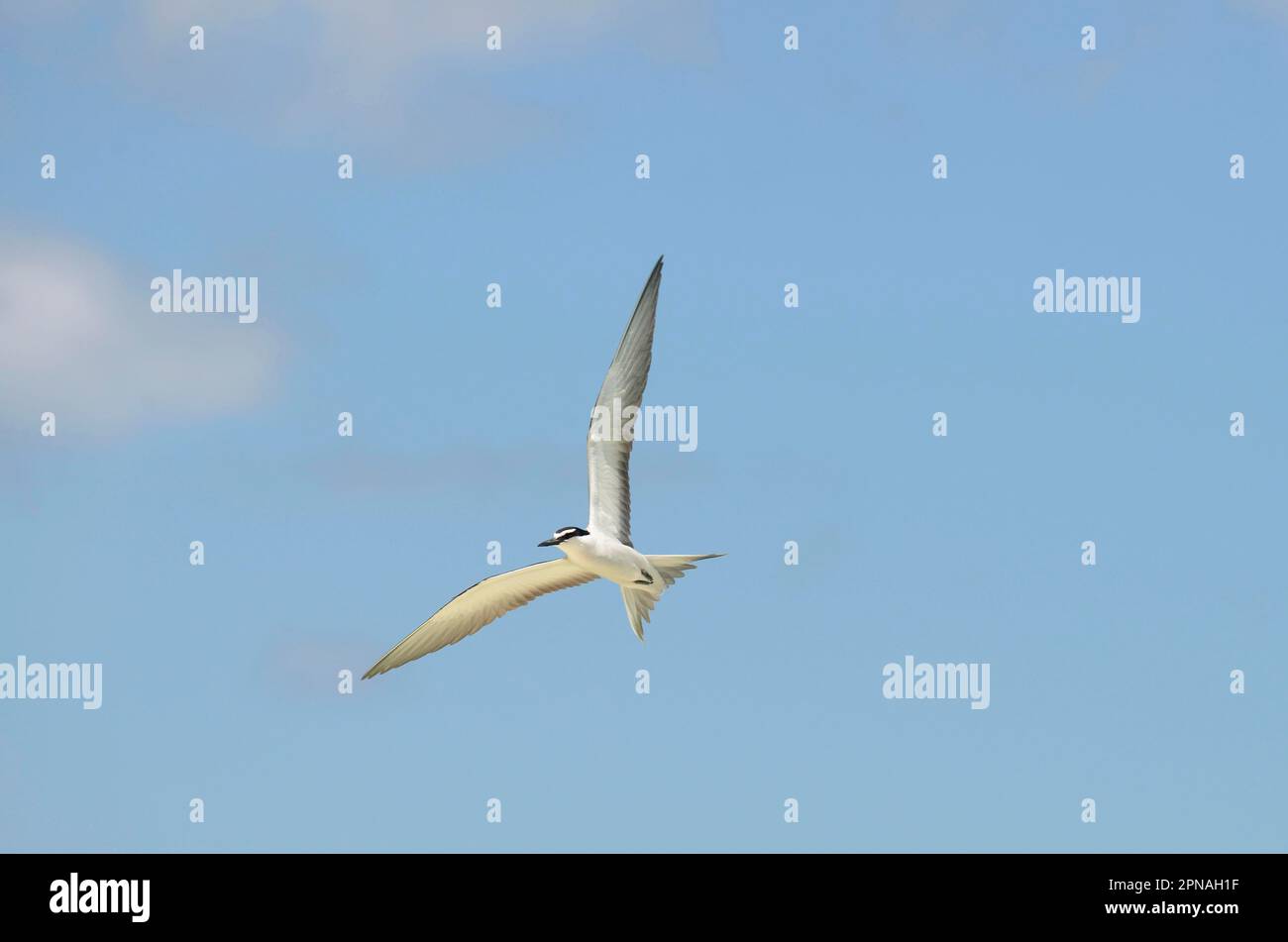 Bridled tern (Onychoprion anaethetus) adult, in flight, Queensland ...