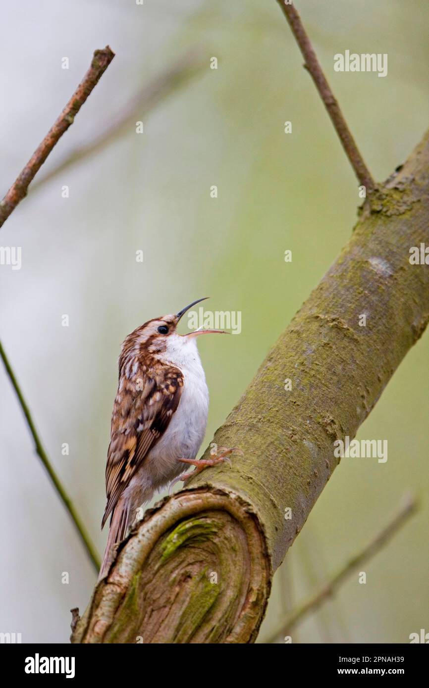 Common eurasian treecreeper (Certhia familiaris), treecreeper ...