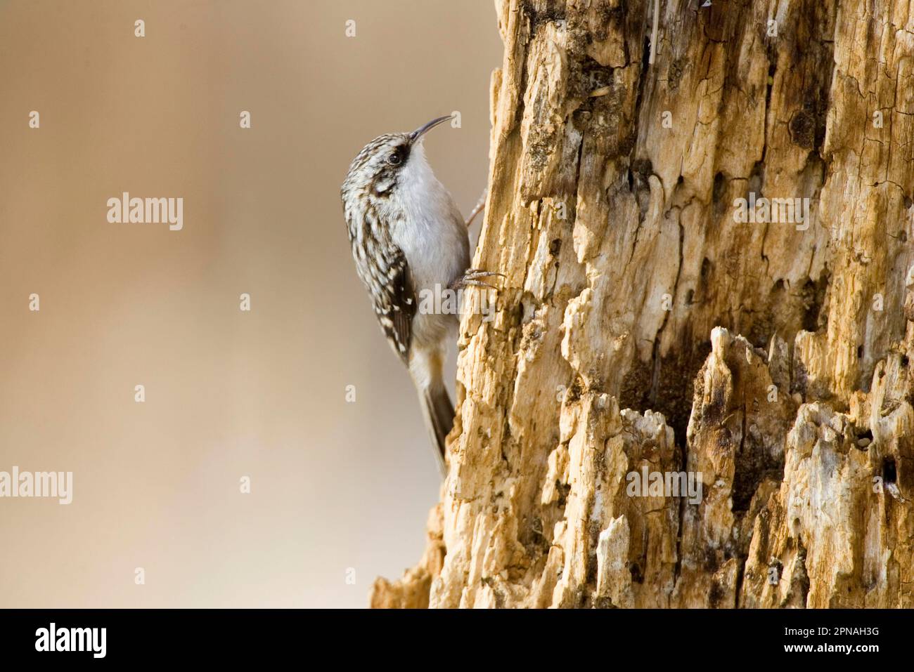 American americana north america hi-res stock photography and images ...