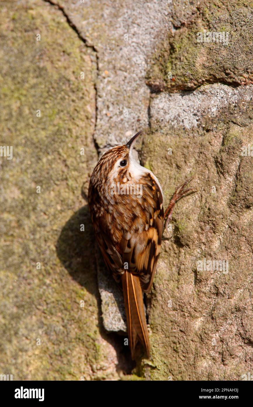 Eurasian treecreeper (Certhia familiaris), treecreeper, songbirds ...