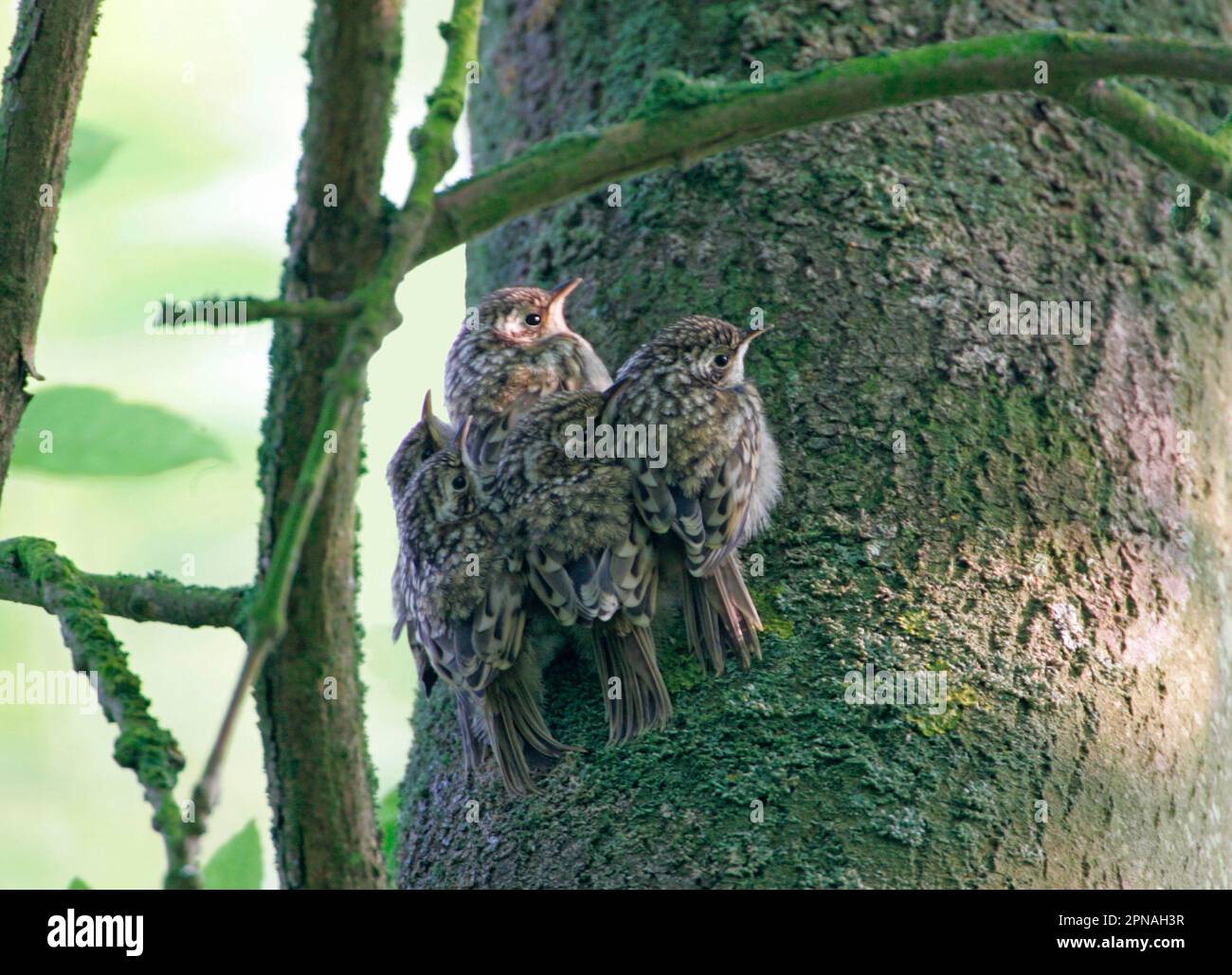 Eurasian treecreeper (Certhia familiaris), Treecreeper, Songbirds ...