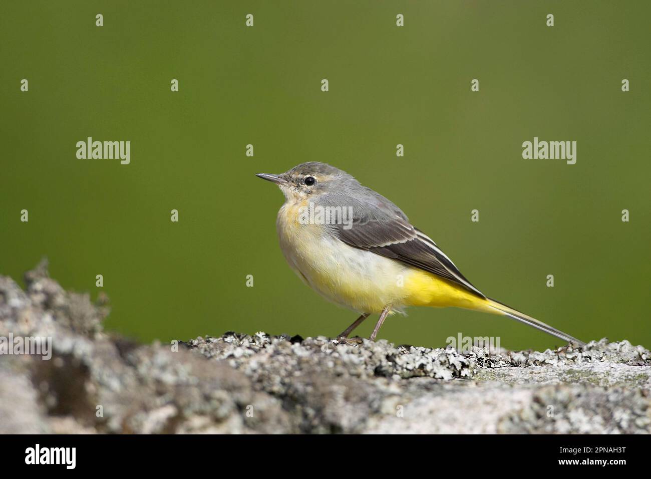 Grey wagtails (Motacilla cinerea), songbirds, animals, birds, Grey ...