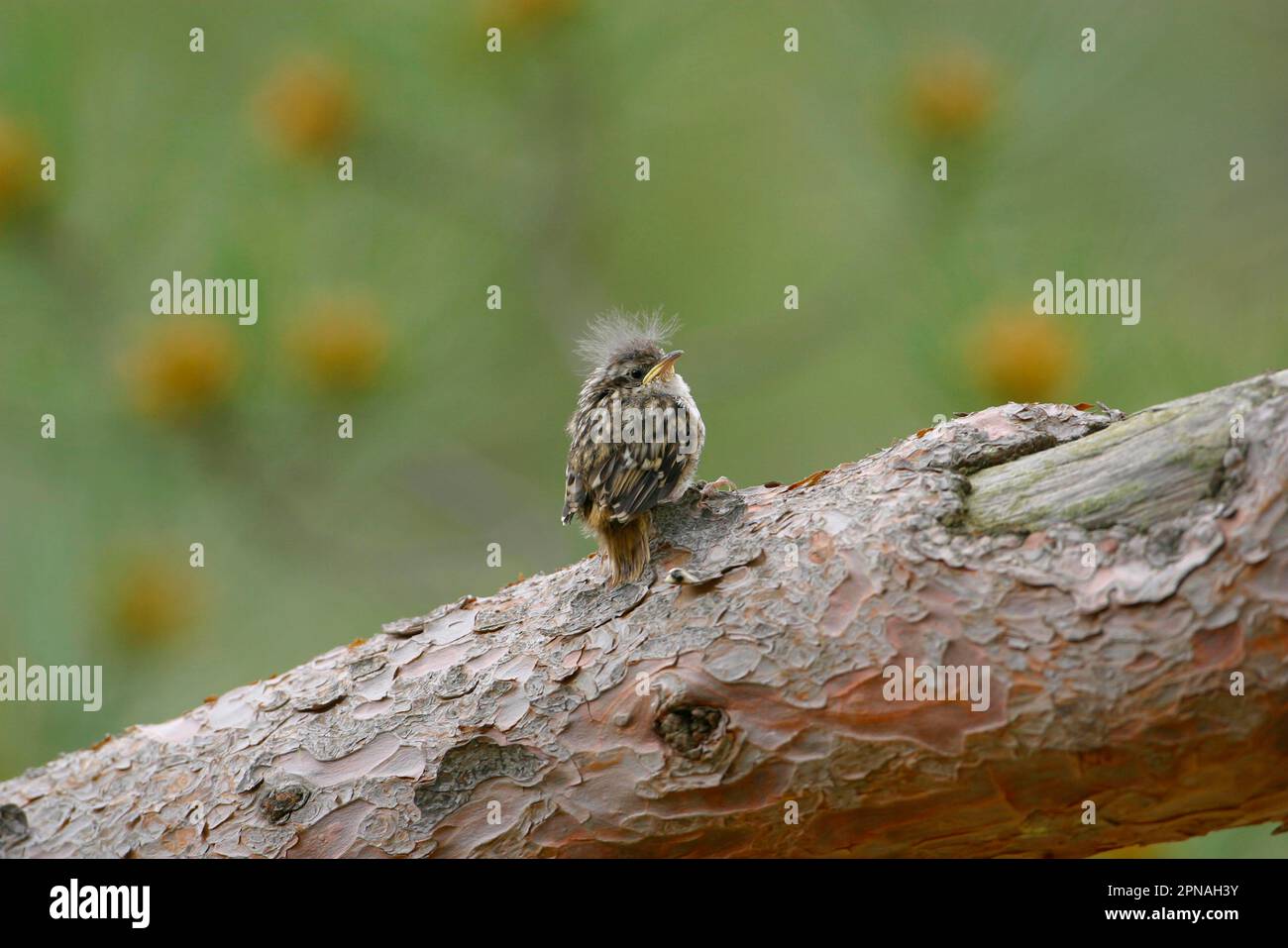 Short-toed treecreeper (Certhia brachydactyla), Treecreeper, Songbirds ...