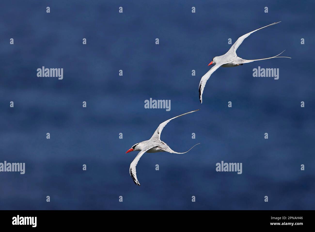 Red-billed Tropicbird (Phaethon aethereus) two adults, in flight over ...