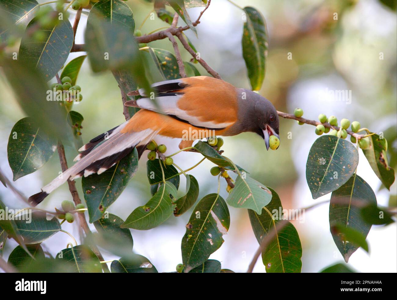 Rufous Treepie (Dendrocitta vagabunda) adult, feeding in fruiting tree ...