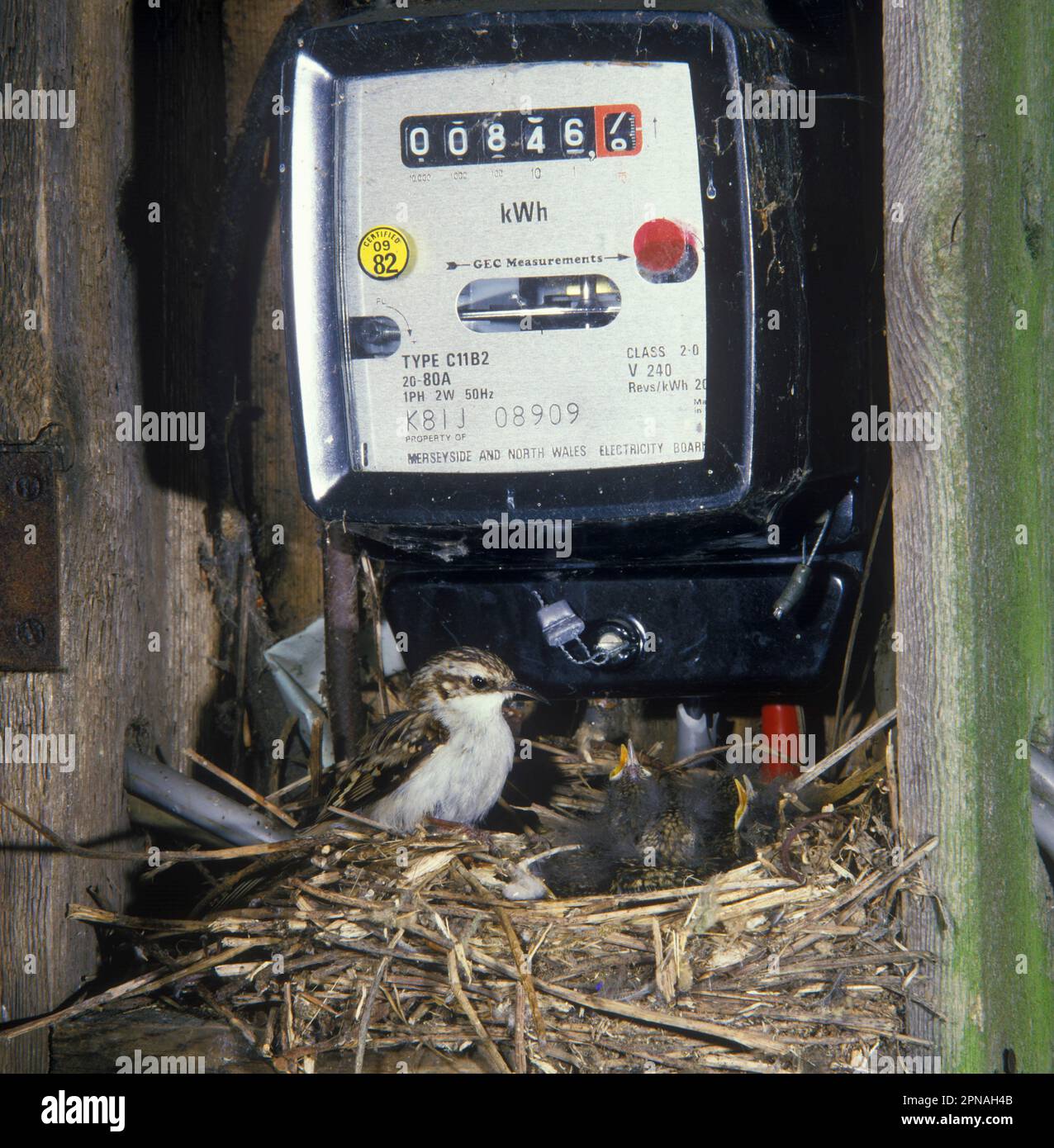 Eurasian treecreeper (Certhia familiaris), Treecreeper, Songbirds ...