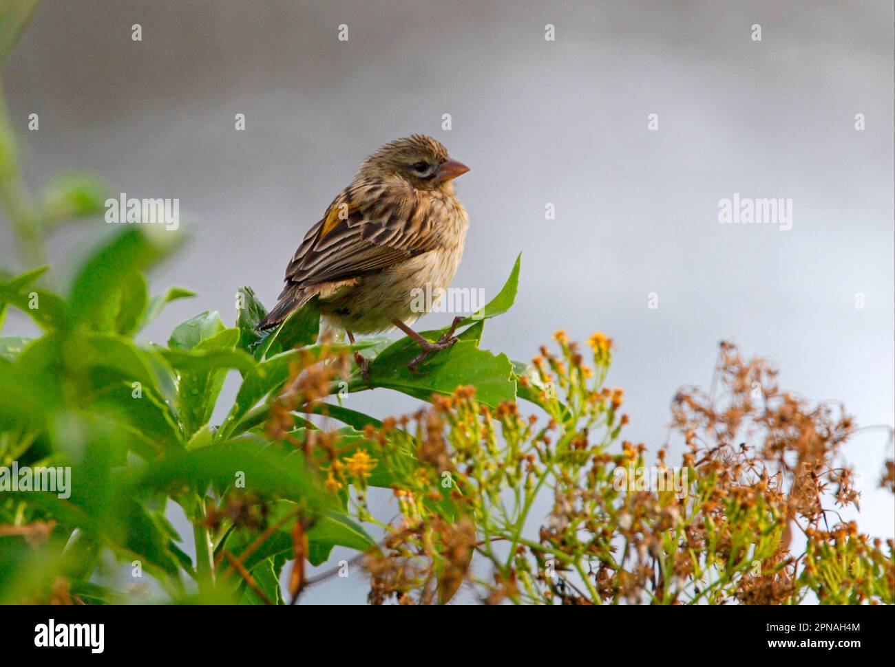 Yellow Bishop (Euplectes capensis crassirostris) non-breeding male ...