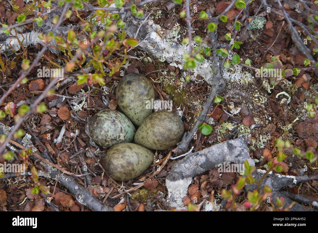 Ruddy turnstone egg hi-res stock photography and images - Alamy