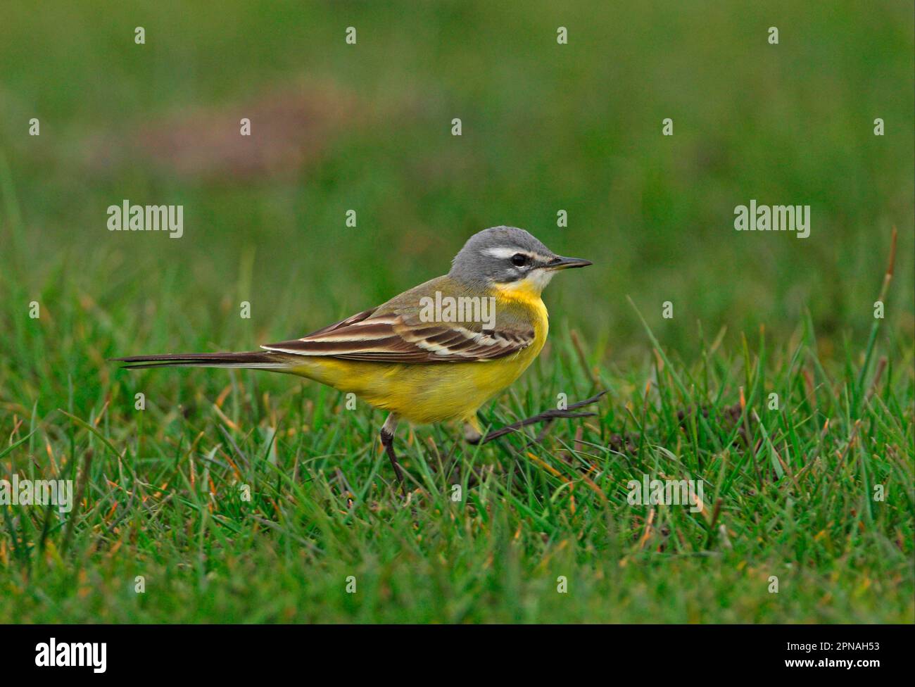 Blue headed wagtail hi-res stock photography and images - Alamy