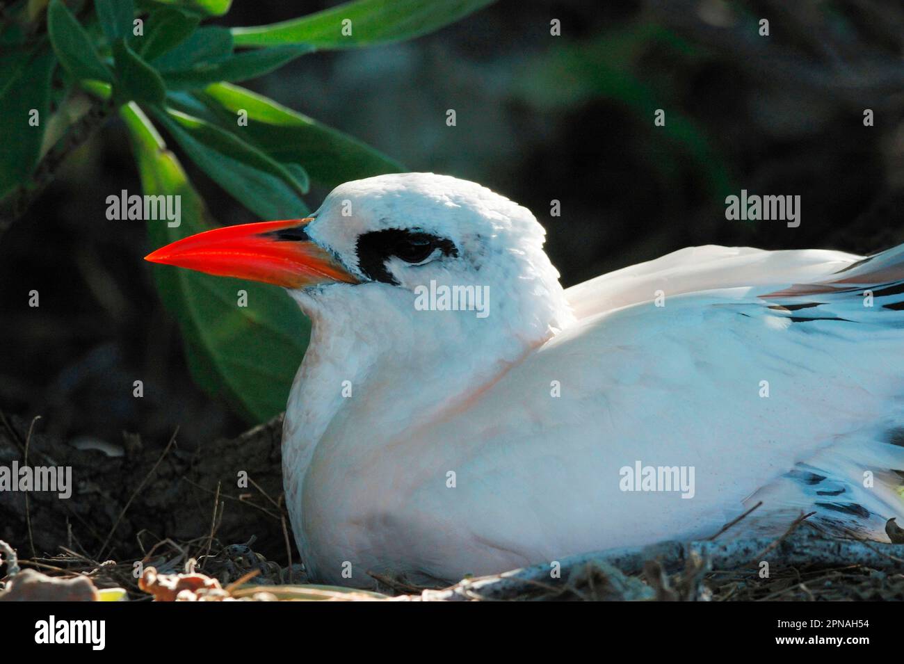 Red-tailed tropicbird (Phaethon rubricauda), Red-tailed Tropicbirds ...