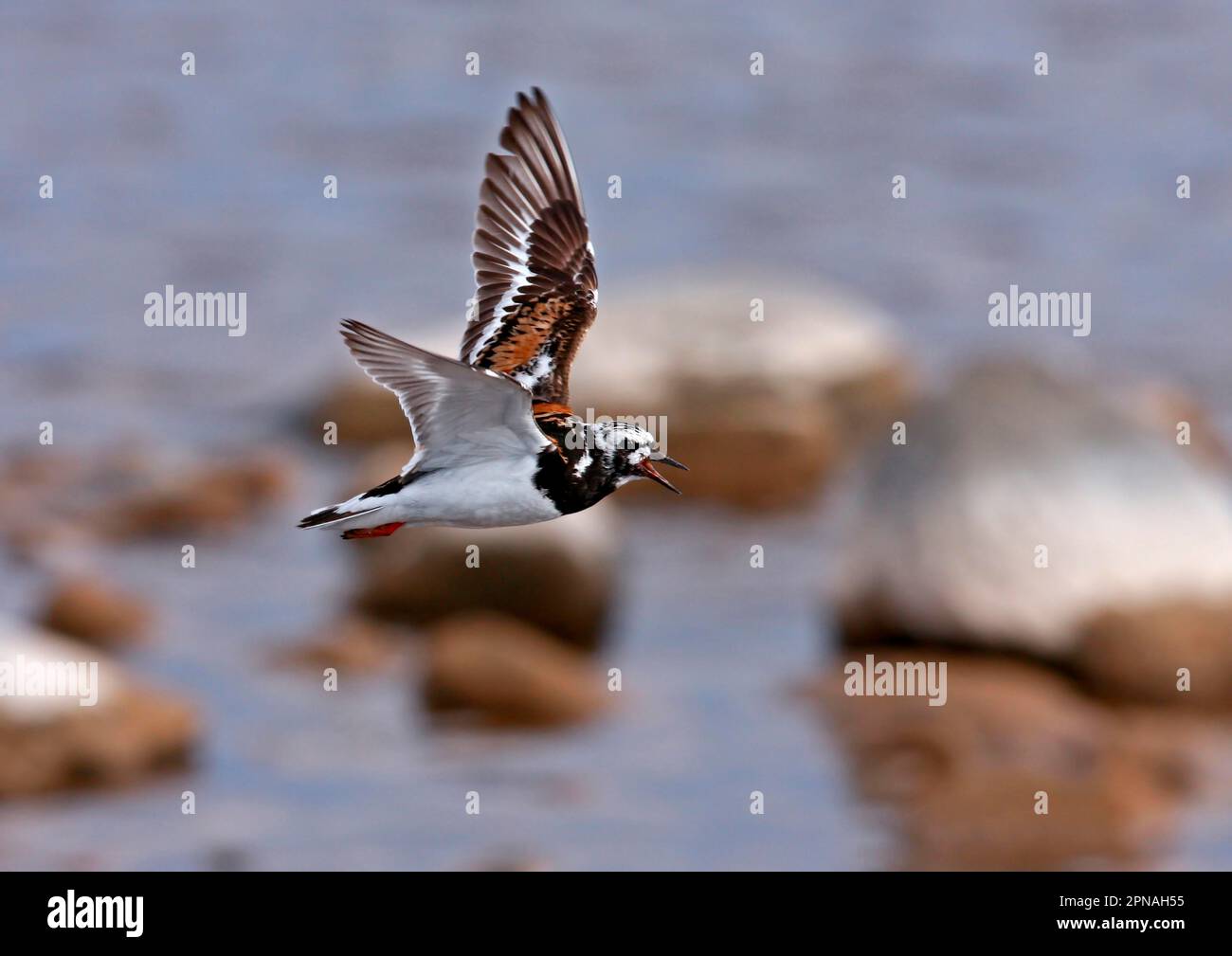 Turnstone flight hi-res stock photography and images - Alamy