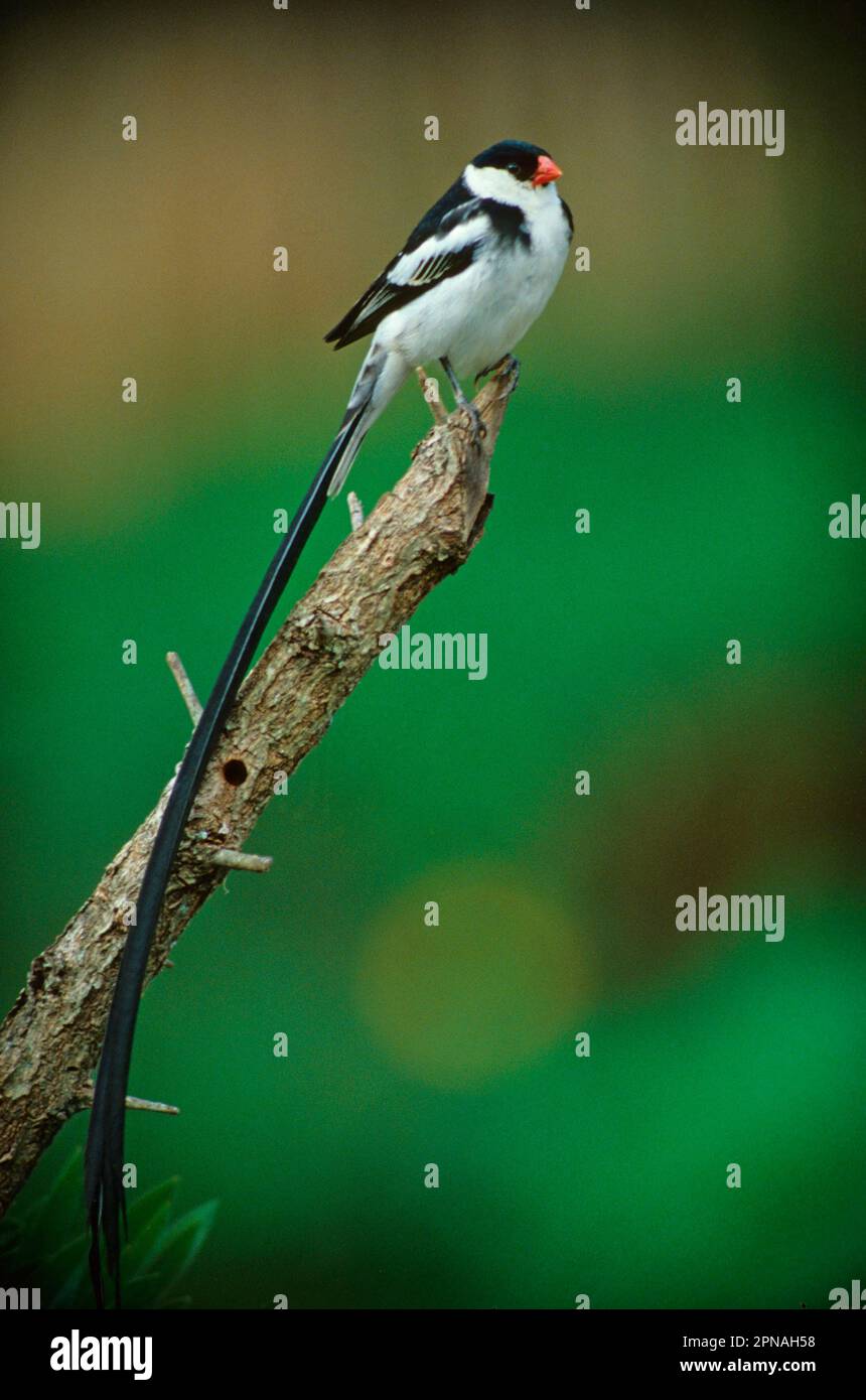 Dominican widow, pin-tailed whydahs (Vidua macroura), songbirds ...