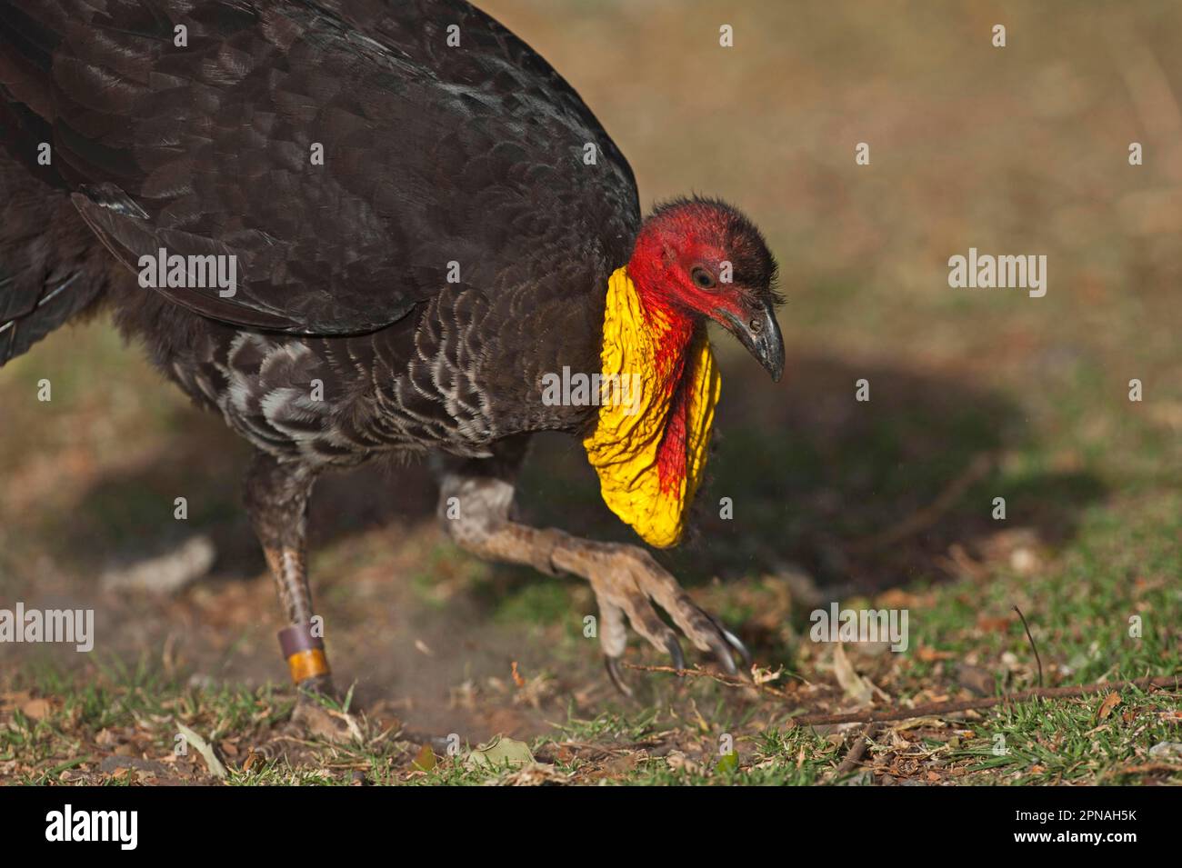 Australian australian brushturkey (Alectura lathami) adult, foraging ...