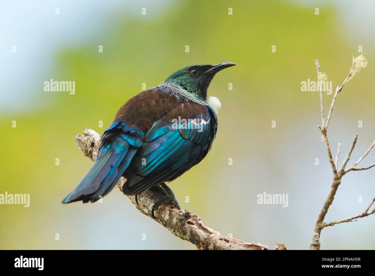 Tui, priestbird, priestbirds, songbirds, animals, birds, tui bird ...