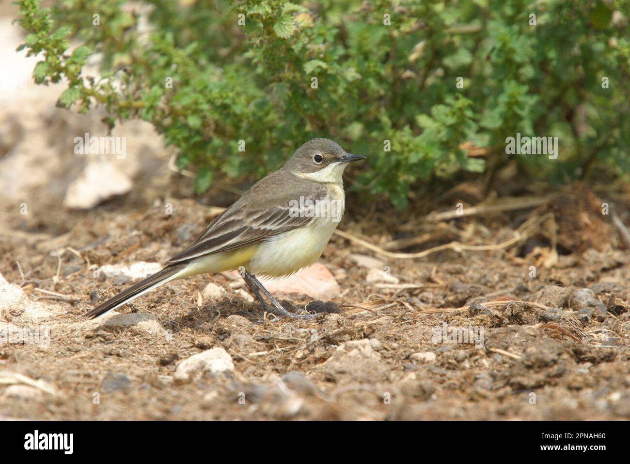 Yellow Wagtail, Wagtails, Songbirds, Animals, Birds, Ashy-headed ...