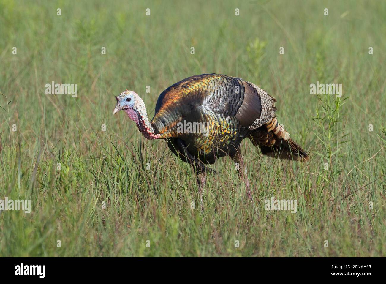 Bronze turkey, bronze turkey, bronze turkey, wild turkey, common ...