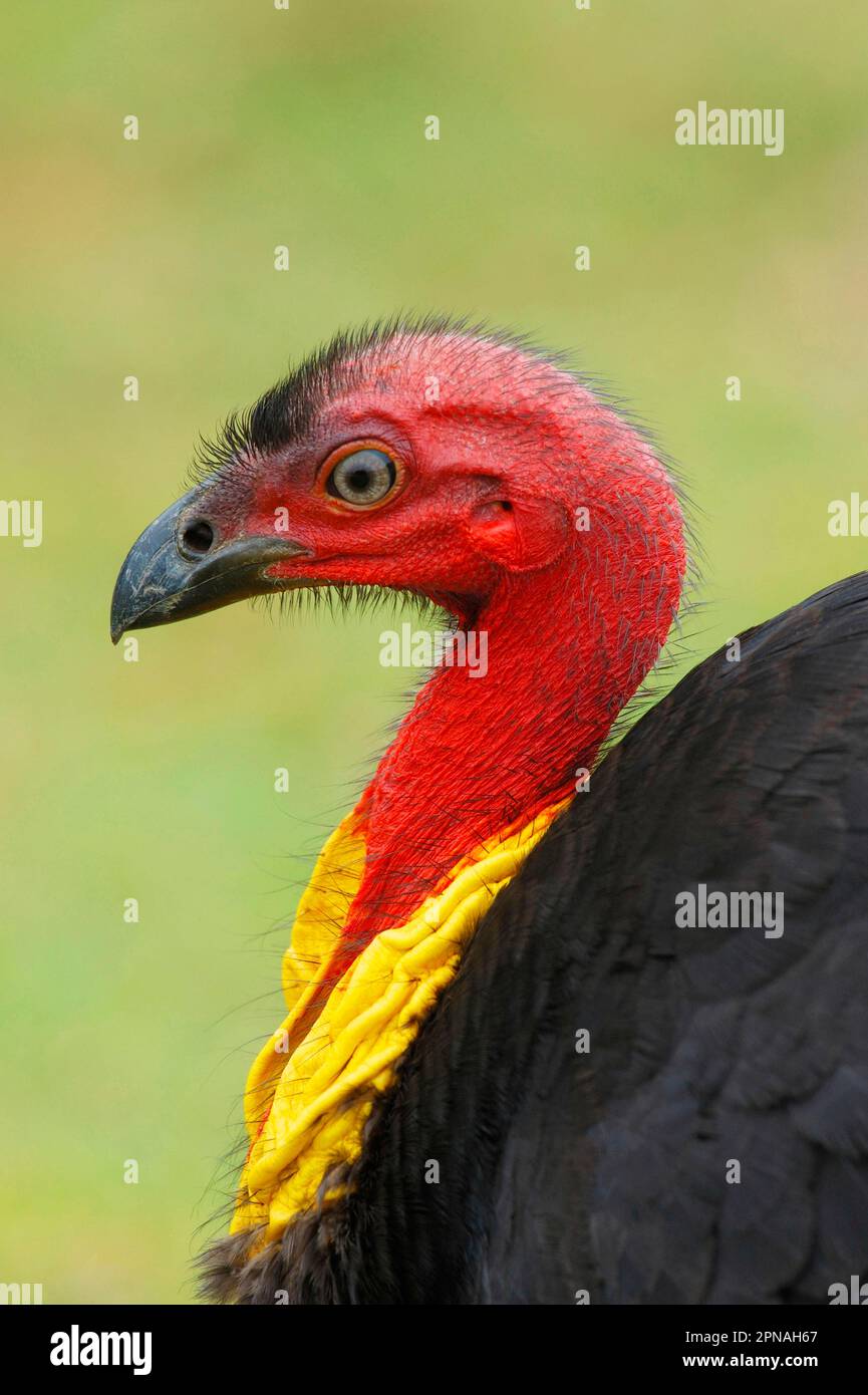Bush chicken store