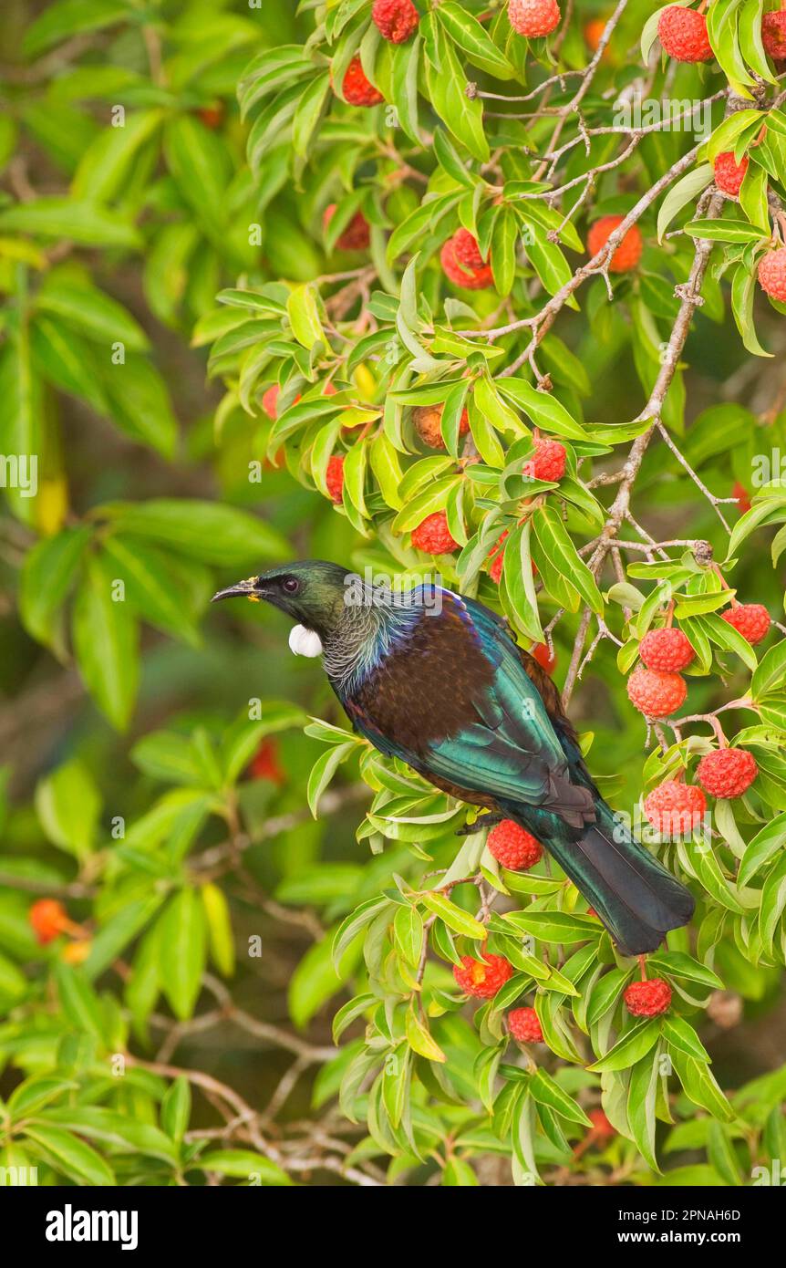 Tui, priestbird, songbirds, animals, birds, tui bird (Prosthemadera ...
