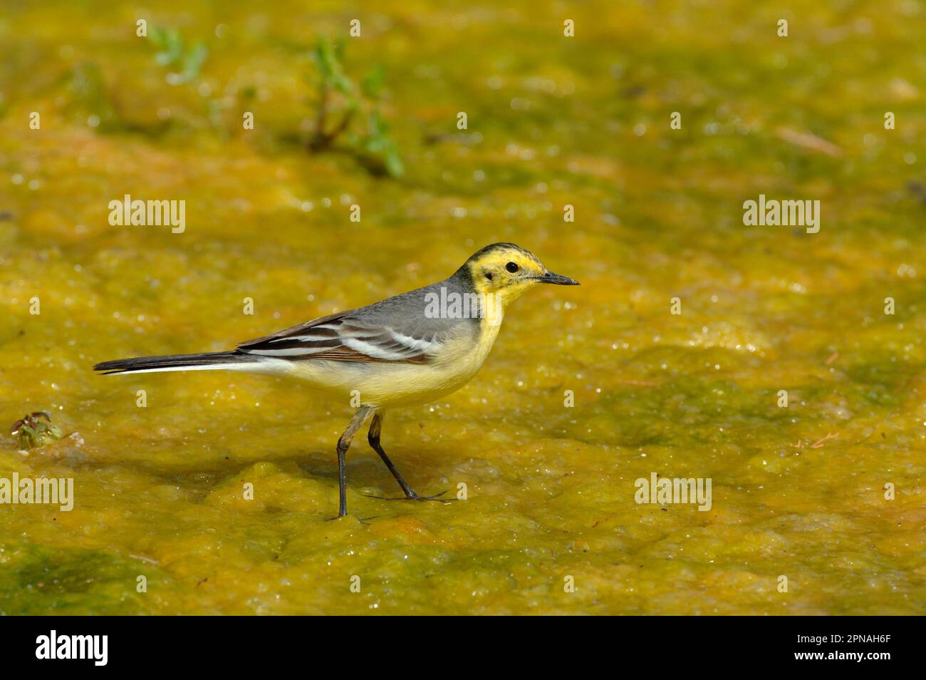 Citrine wagtail (Motacilla citreola), Citrine Wagtails, songbirds ...