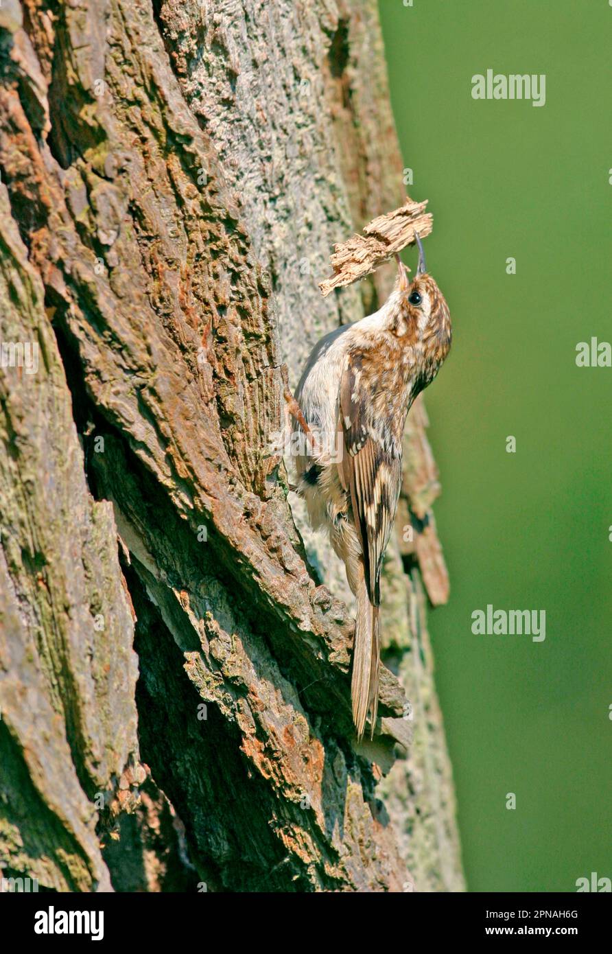 Eurasian treecreeper (Certhia familiaris), Treecreeper, Songbirds ...