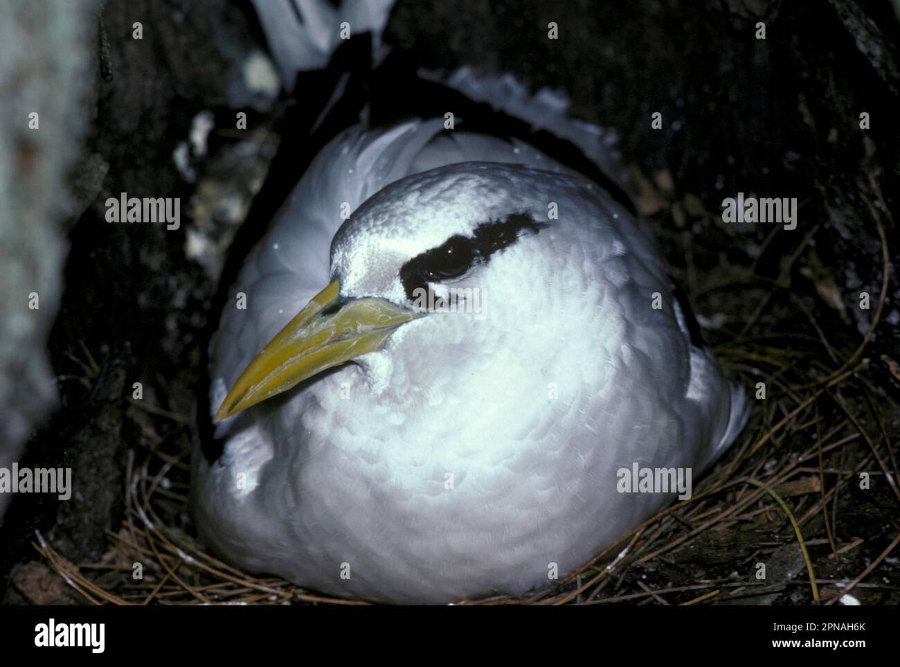 White-tailed tropicbird (Phaethon lepturus), White-tailed Tropic-birds ...