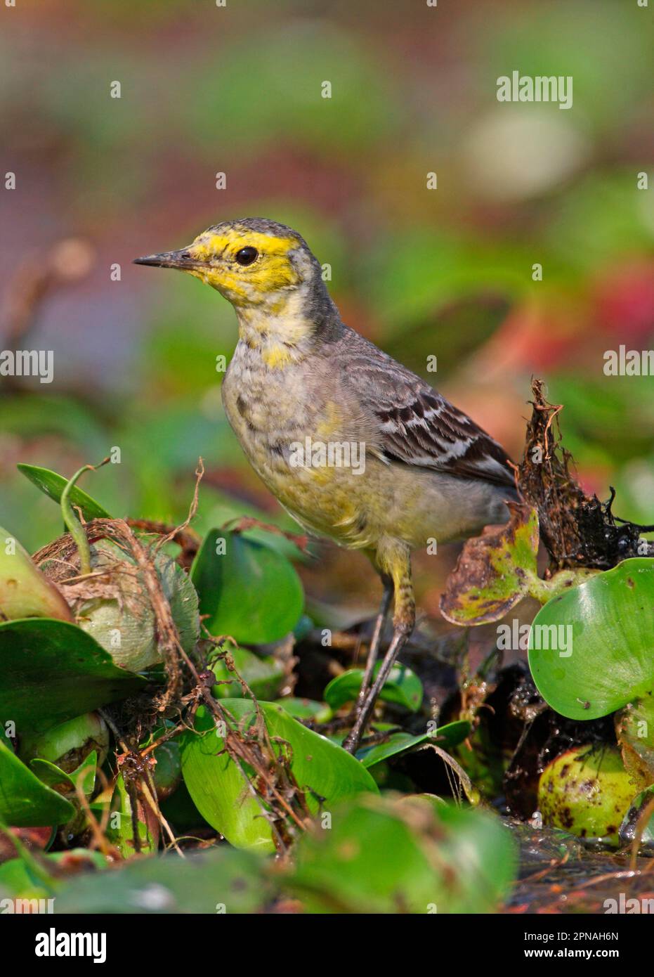 Citrine wagtail (Motacilla citreola), Citrine Wagtails, Songbirds ...