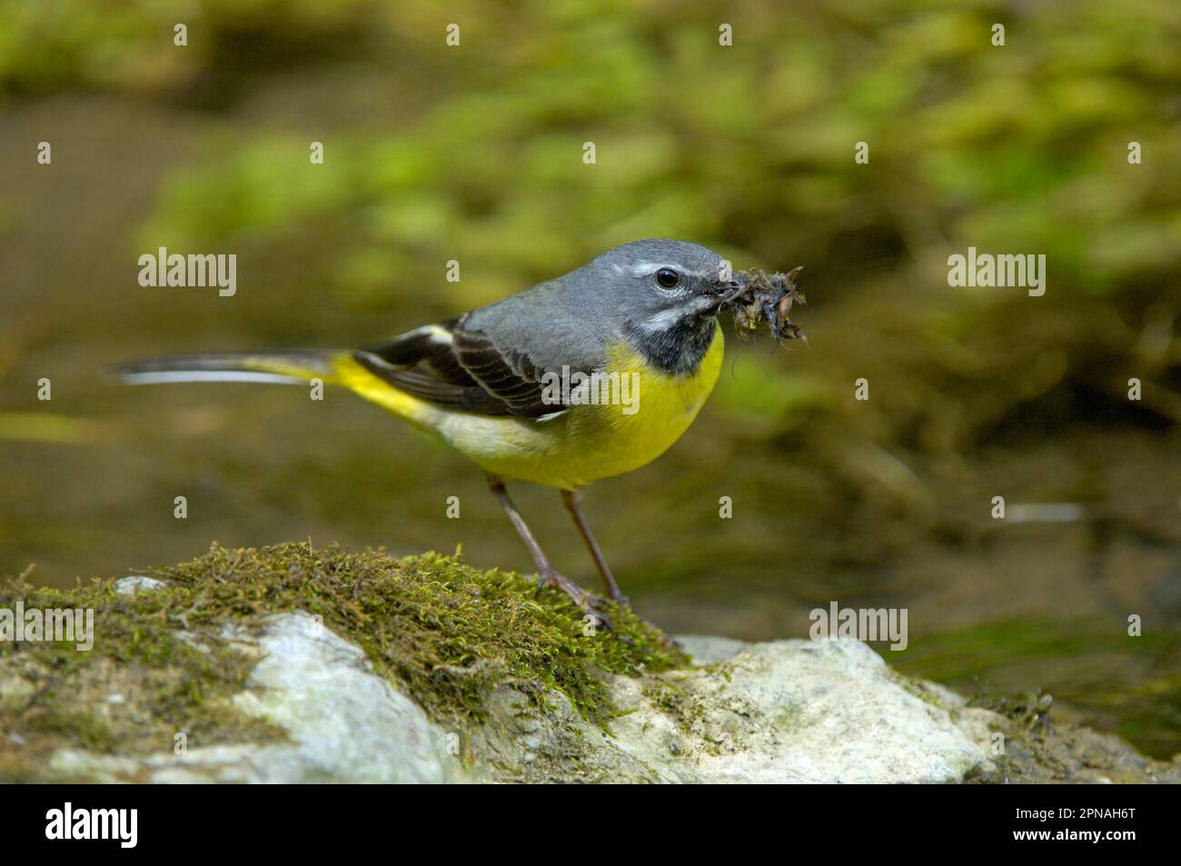 Grey wagtails (Motacilla cinerea), Songbirds, Animals, Birds, Grey Wagtail adult male, with ...