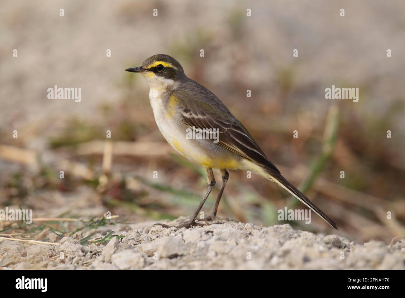 American yellow wagtail hi-res stock photography and images - Alamy