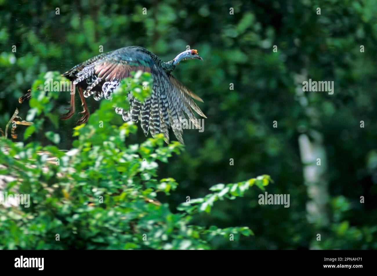 Ocellated Turkey (Agriocharis ocellata), adult male, in flight, Belize ...
