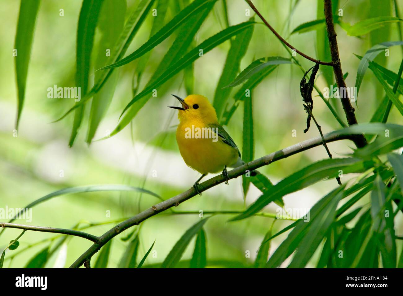 Prothonotary warbler (Protonotaria citrea), songbirds, animals, birds ...