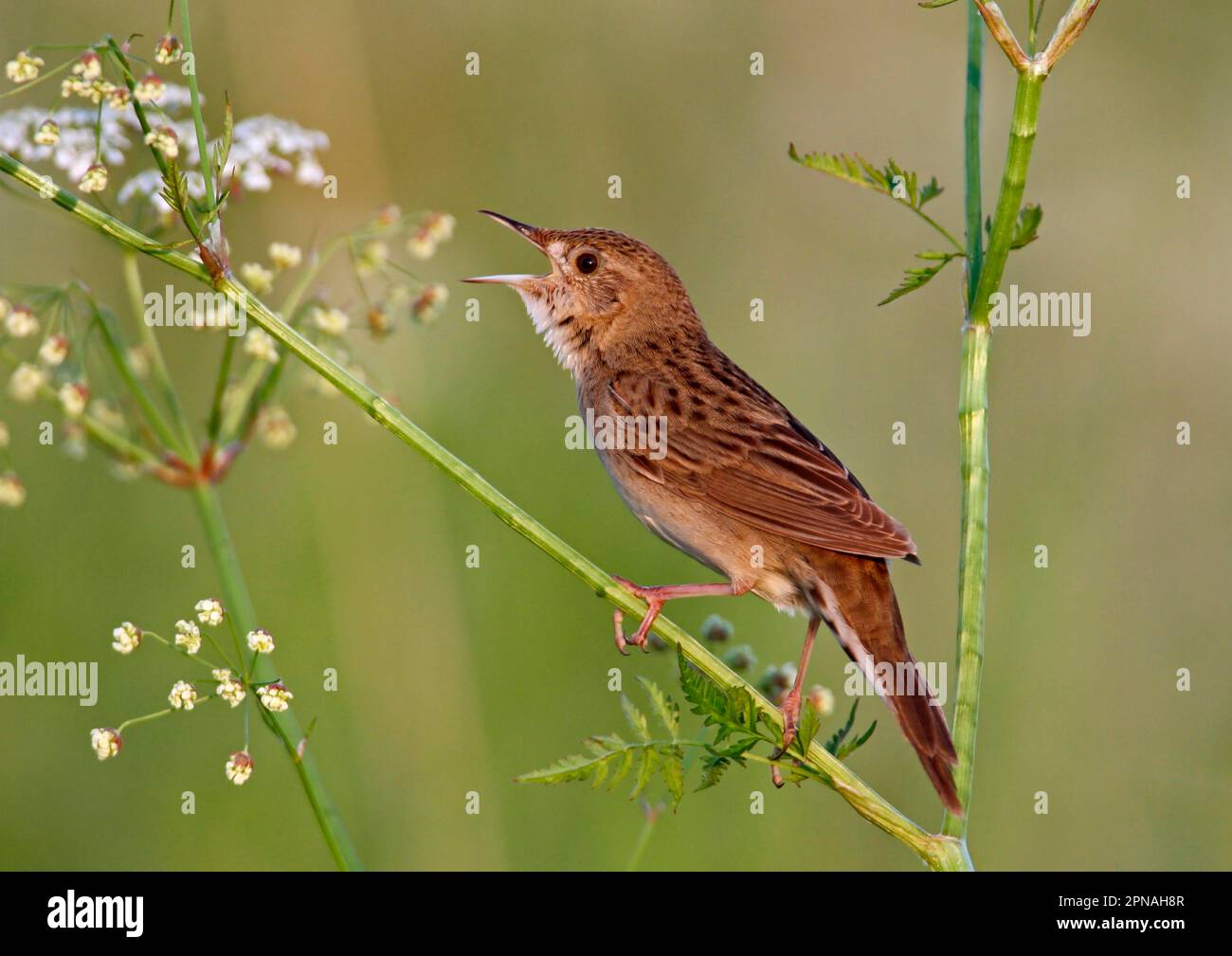 Common grasshopper warbler (Locustella naevia), adult, singing, sitting ...