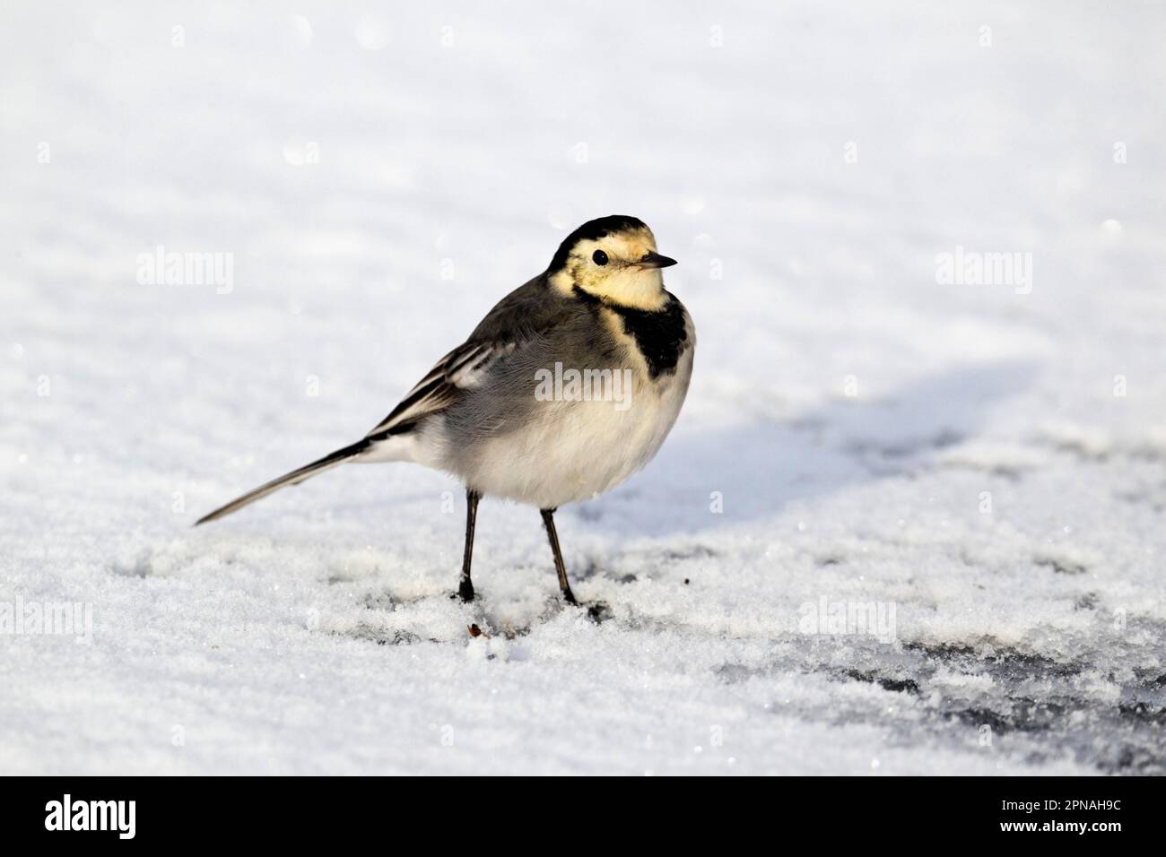 Pied Wagtail, songbirds, animals, birds, Pied Wagtail (Motacilla alba ...