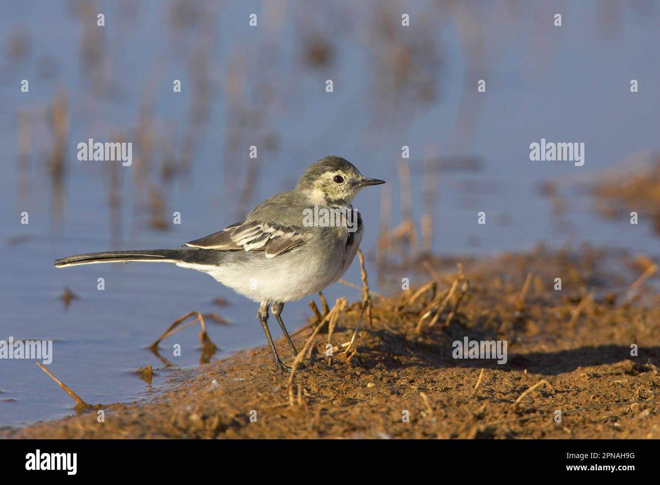 Pied Wagtail, Pied Wagtails, songbirds, animals, birds, Pied Wagtail ...