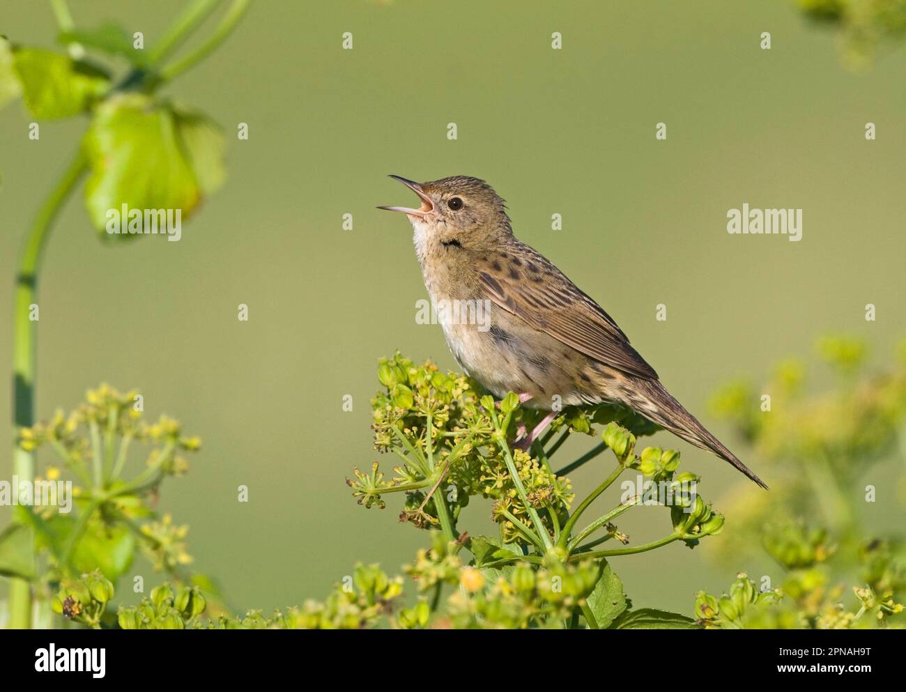 Grasshopper Warbler (Locustella naevia) adult, singing, perched on ...
