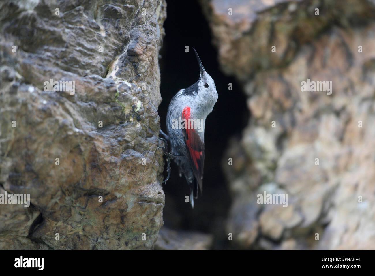 Wallcreeper (Tichodroma muraria), wallcreeper, songbirds, animals ...