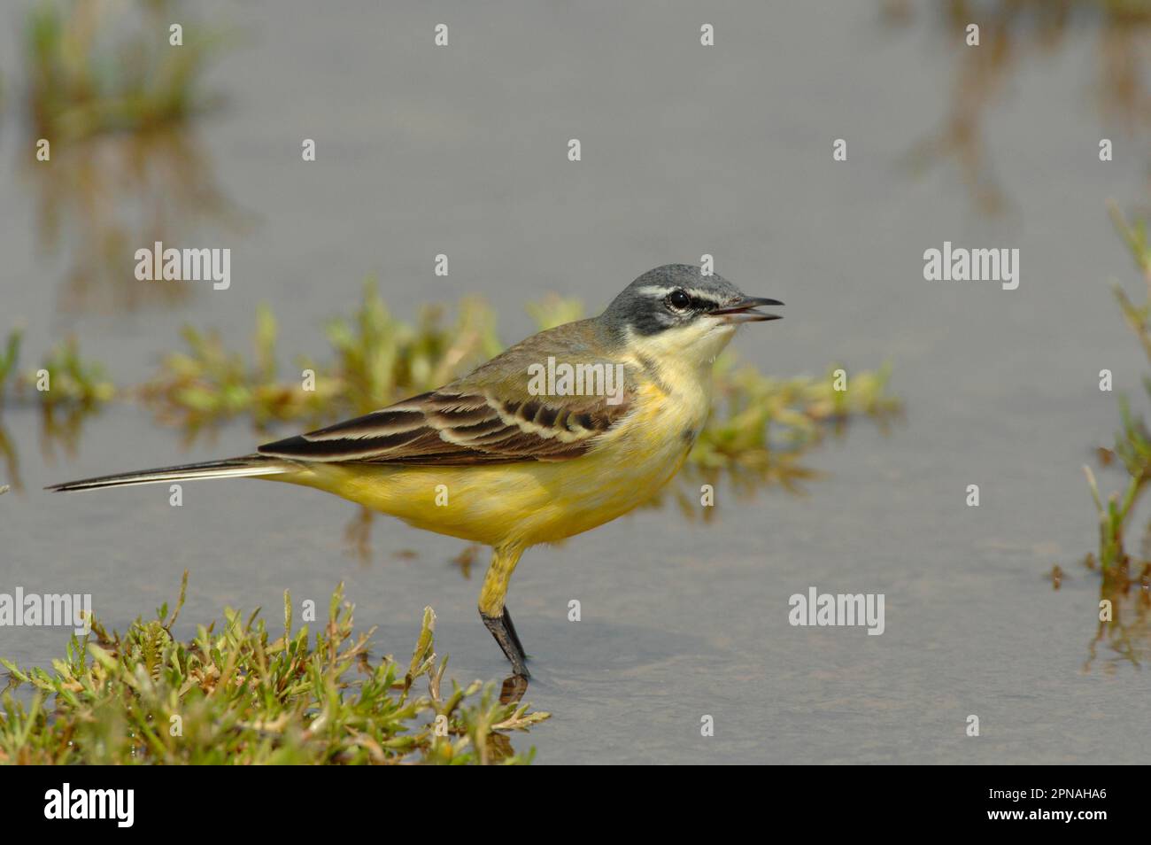 Sykes's wagtail (Motacilla flava beema) immature male, first summer ...