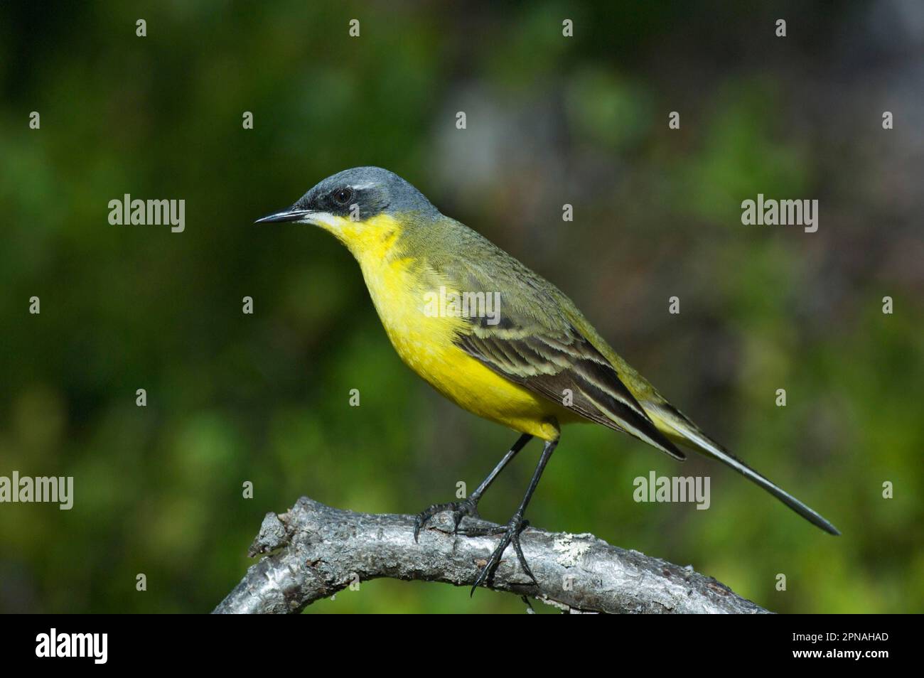 Yellow Wagtail, Yellow Wagtails, Songbirds, Animals, Birds, Grey-headed ...