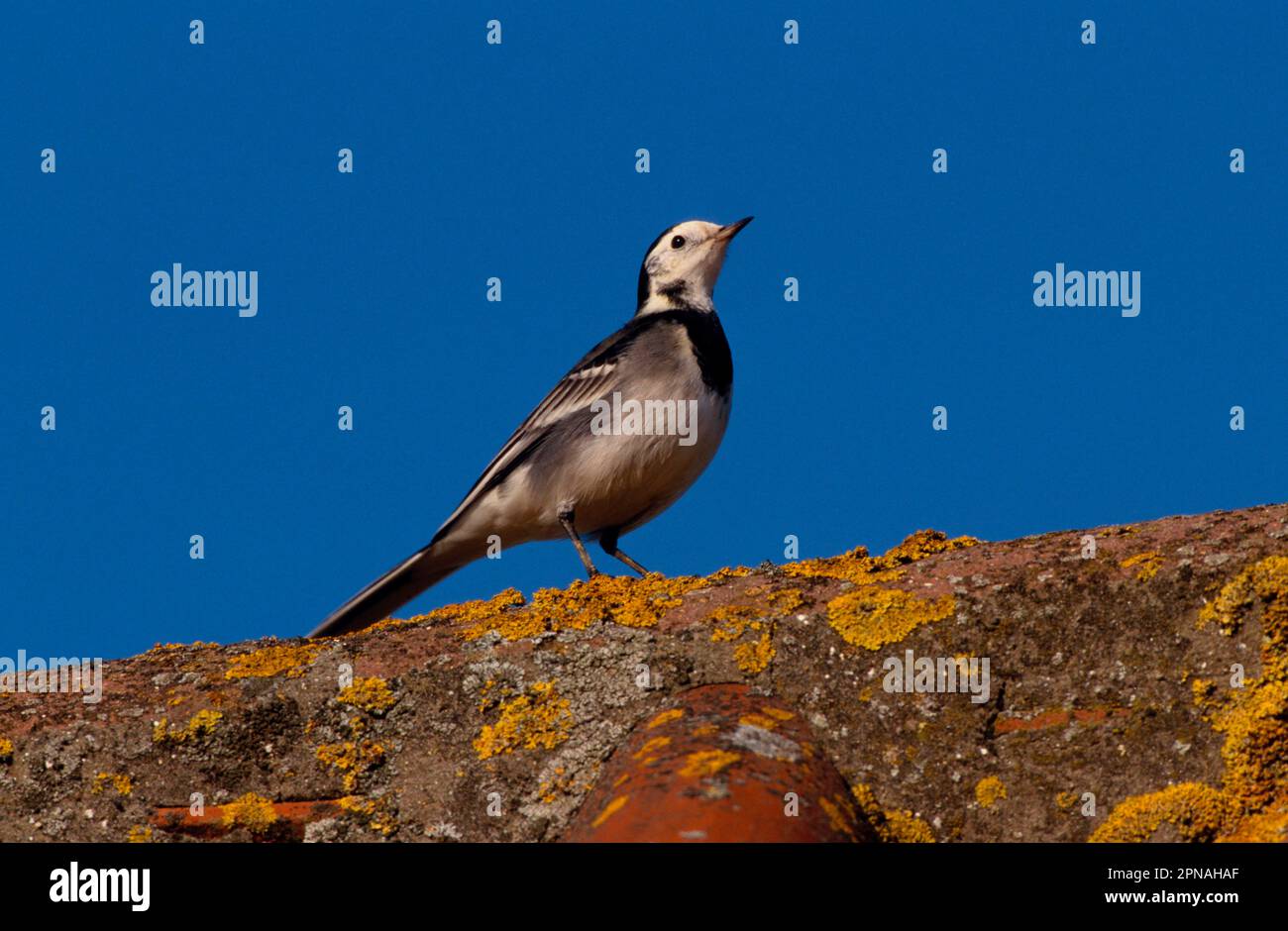 Pied Wagtail, Pied Wagtails, Songbirds, Animals, Birds, Pied Wagtail ...