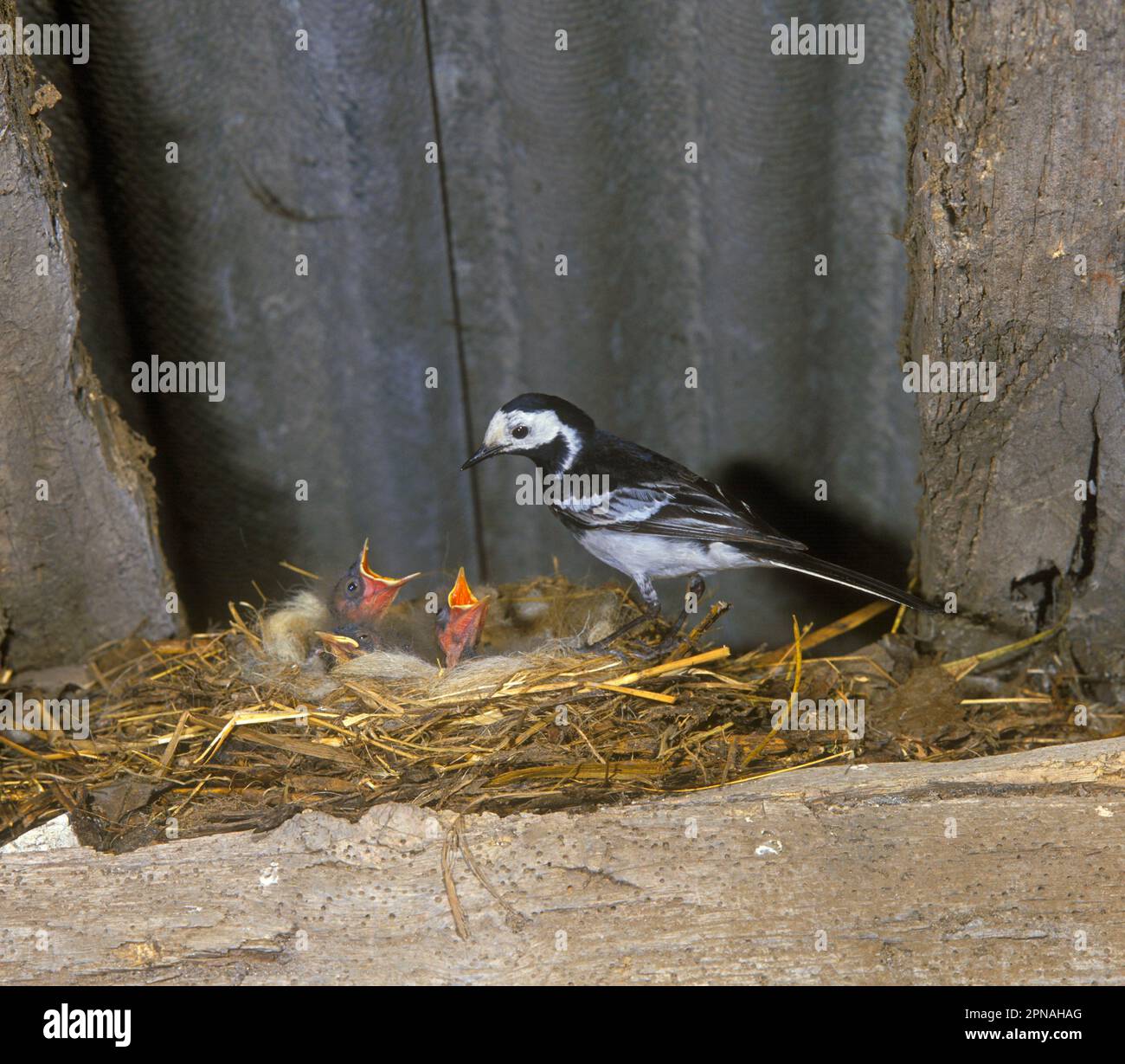 Chicks wagtails hi-res stock photography and images - Alamy